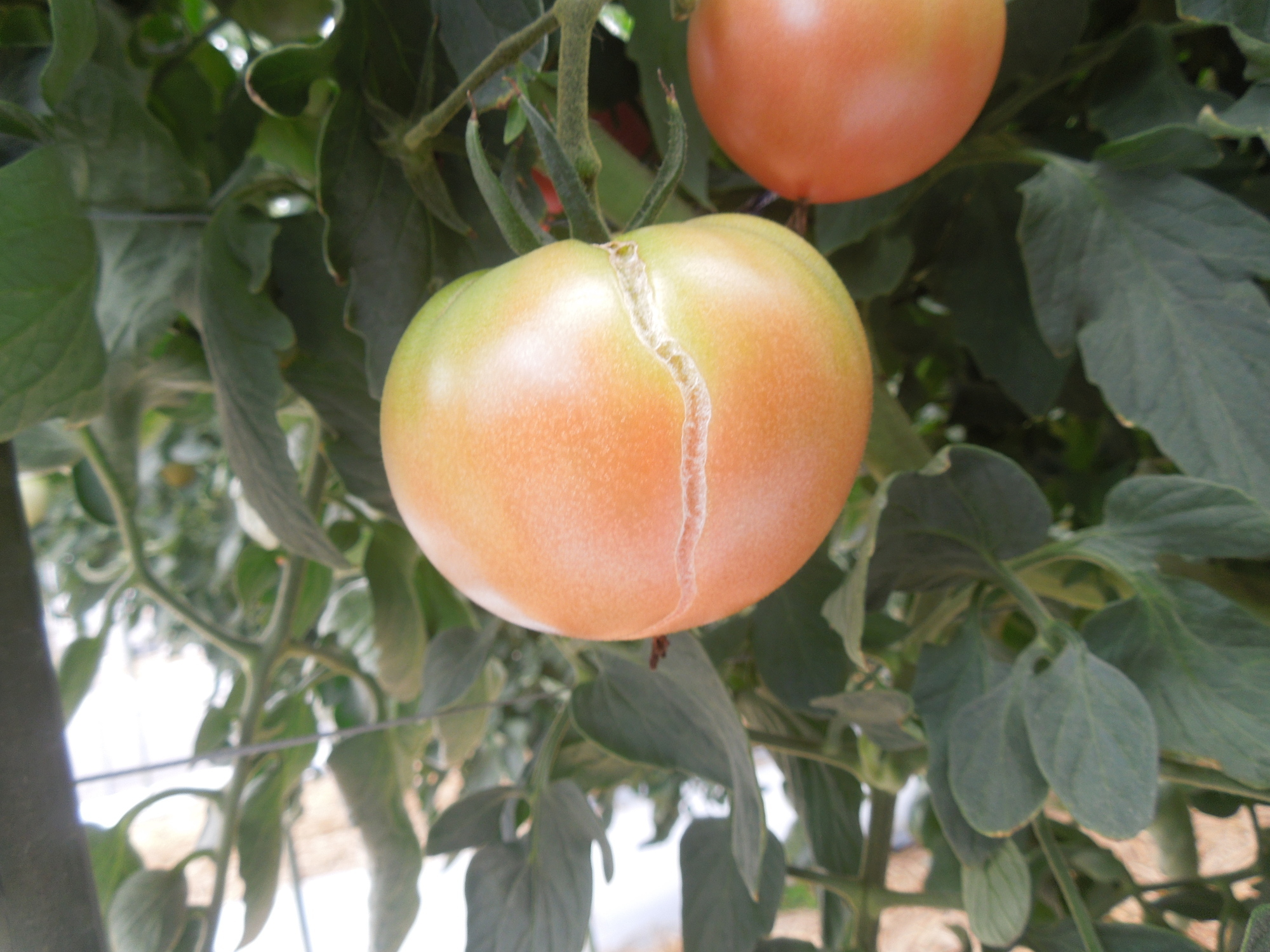 目玉おやじが出現: 湯野でトマト農家になろう