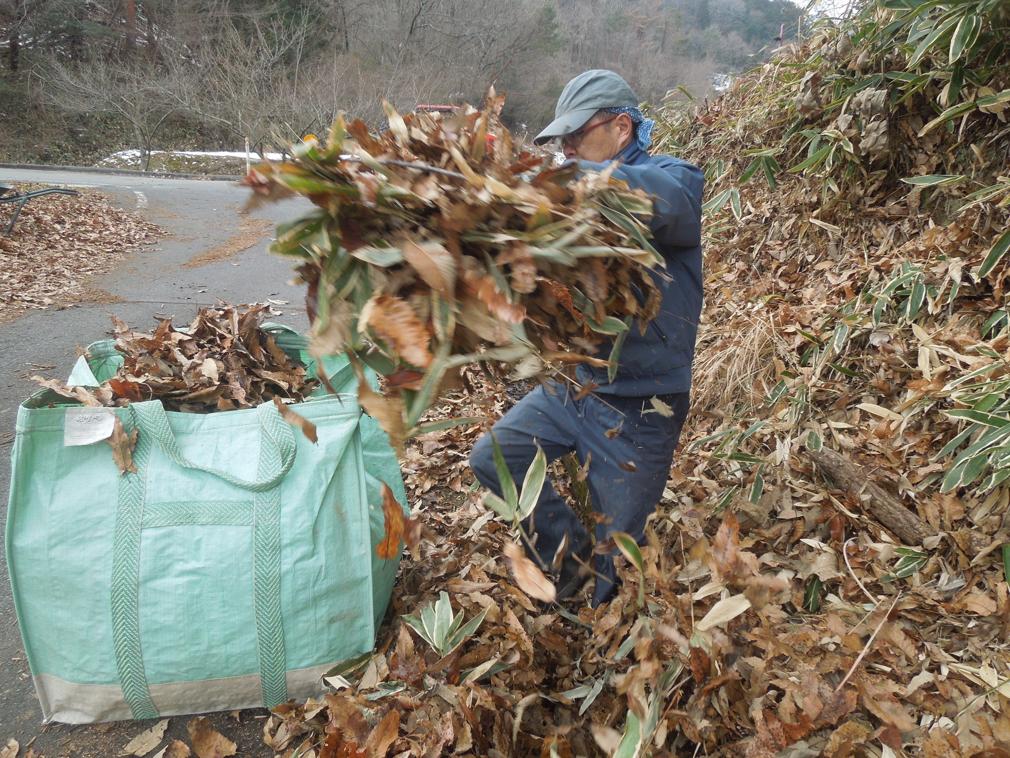 山盛りの落ち葉を集める: 湯野でトマト農家になろう